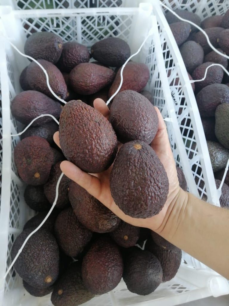 PALTA HASS Tipo: Calibre 244, Premaduras. 10 KILOS – COMERCIALIZADORA ...