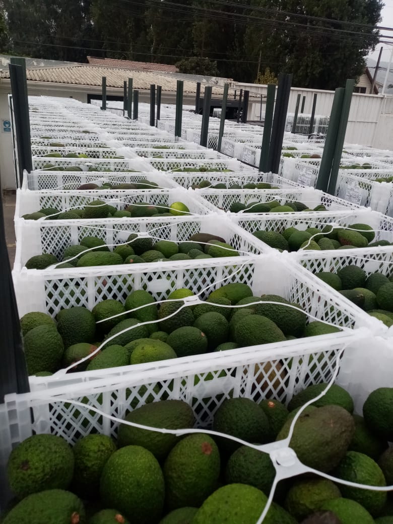 PALTA HASS, Calibre 24 22 en Verde cajas 10 kilos – COMERCIALIZADORA BEMSAM