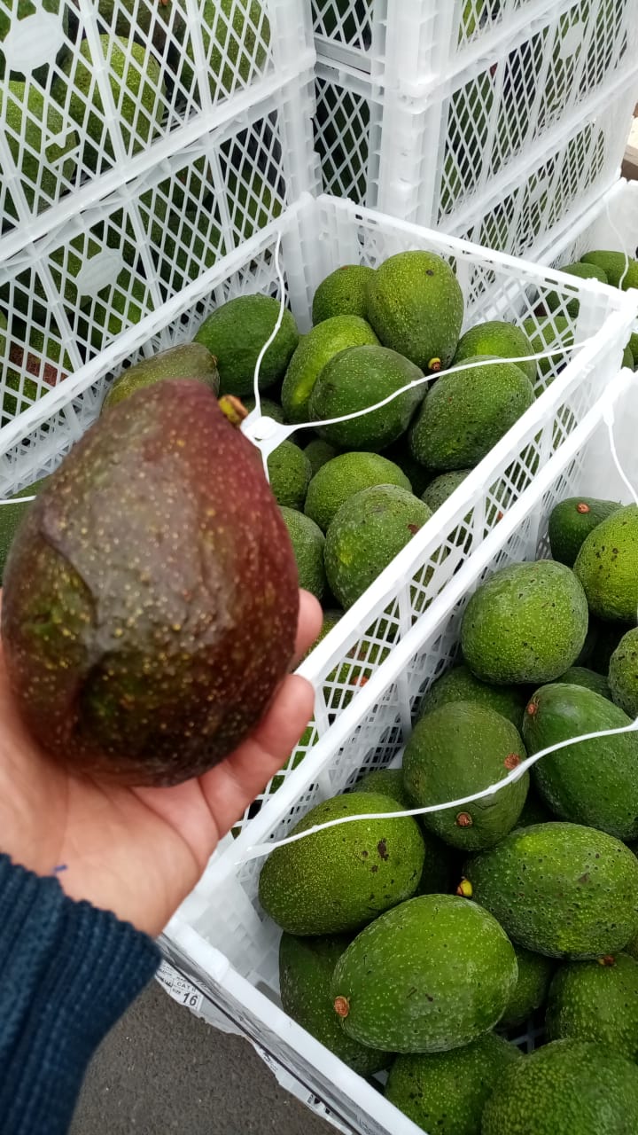 PALTA HASS OFERTA. Primera Mixtas 10 kilos Pre. Madura. Nico Lawrence ...