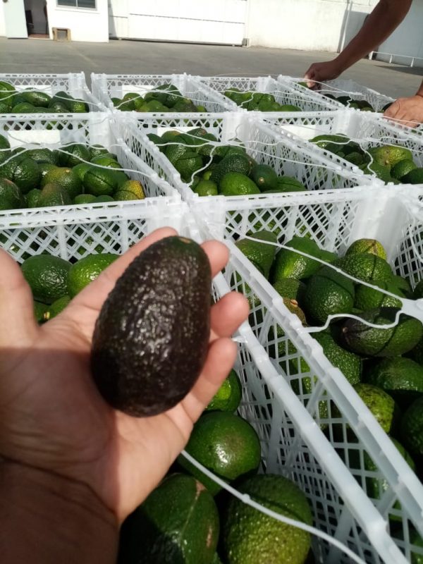 PALTA HASS En Verde y premaduras, Chicas 7 paltas x Kilo. $27.000 Los ...